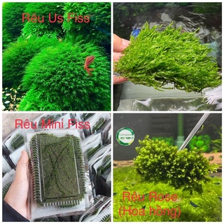 Rêu thuỷ sinh mini taiwan | Pelia | weeping Sin | us fiss | flame ...