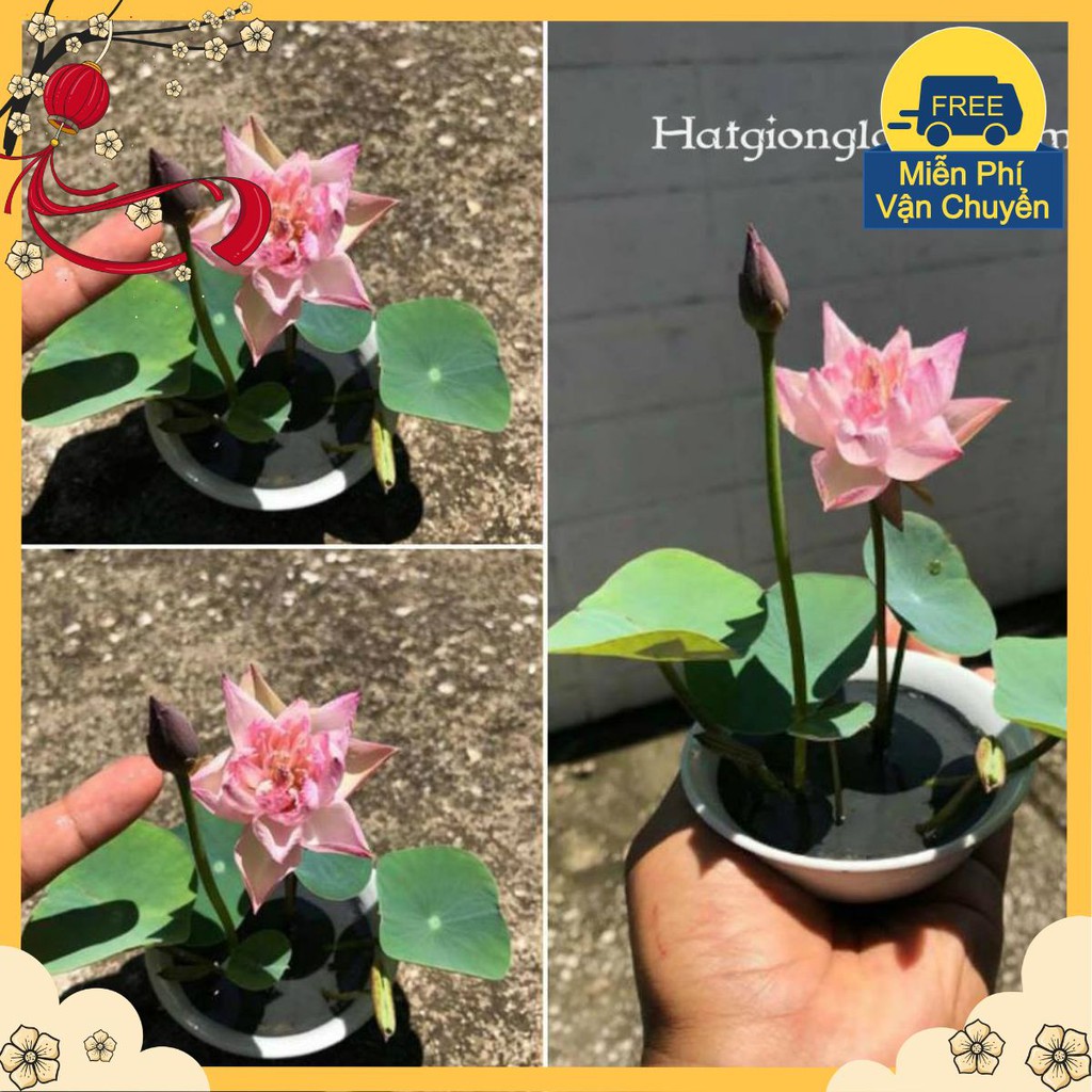 Phân Bón Chuyên Dùng Cho Hoa Sen Mini Nhật | Shopee Việt Nam