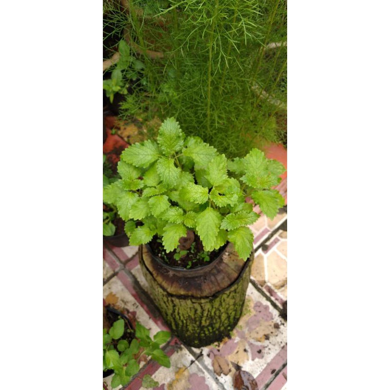 Bạc Hà Chanh Sả(Lemon Balm) | Shopee Việt Nam