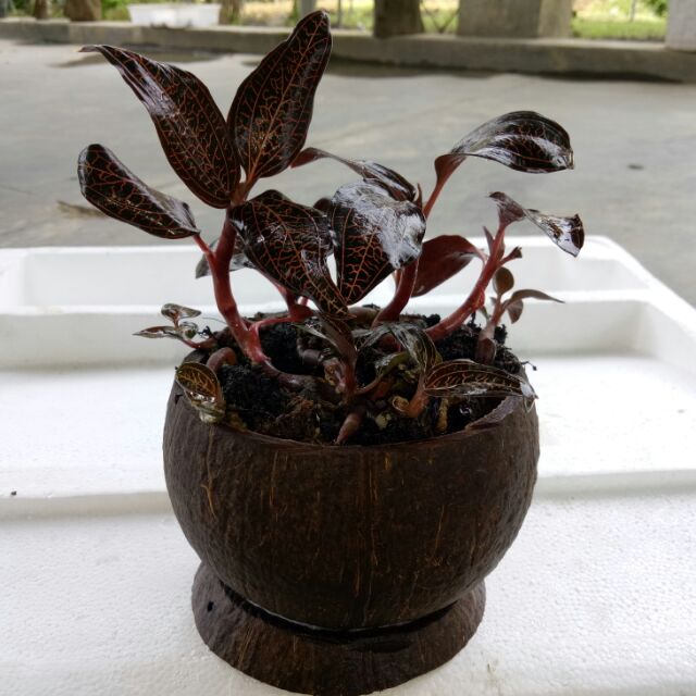 Lan kim tuyến (Lan nhung) | Shopee Việt Nam