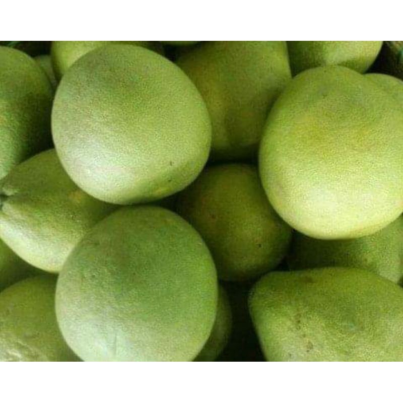 giống cây bưởi năm roi (5 roi) freeship Extra + | Shopee Việt Nam