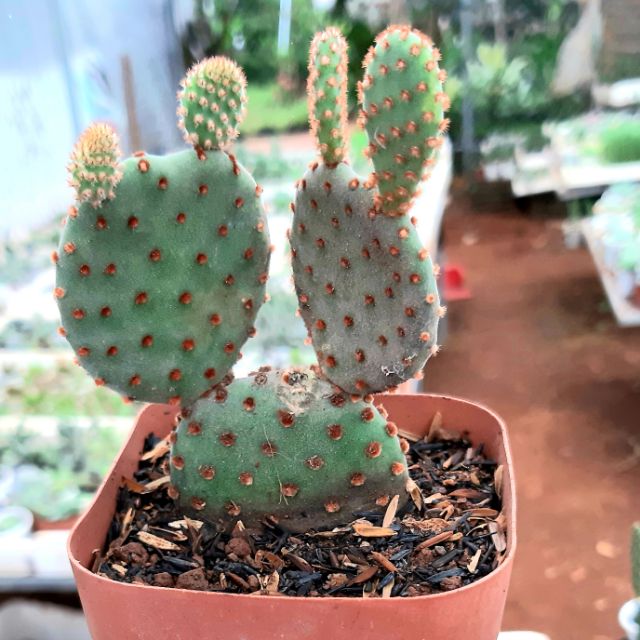 Tai voi nhỏ | Shopee Việt Nam