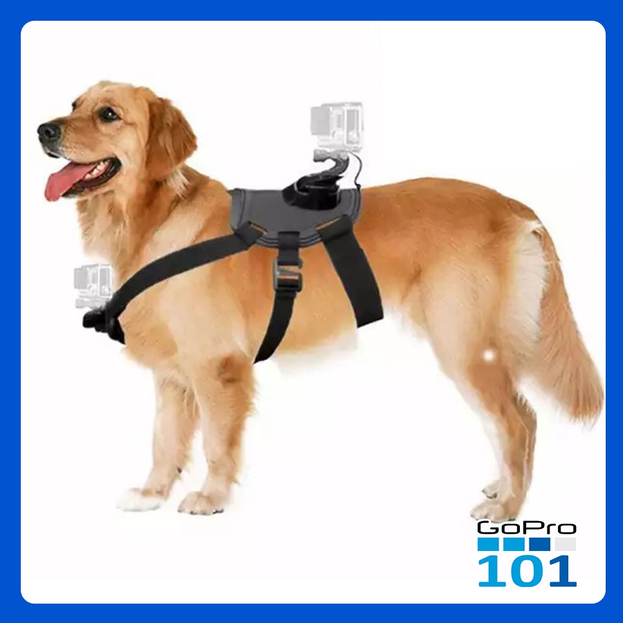 Dog Mount Dây đeo camera GoPro gắn lưng, bụng cho thú cưng Dog Fetch ...