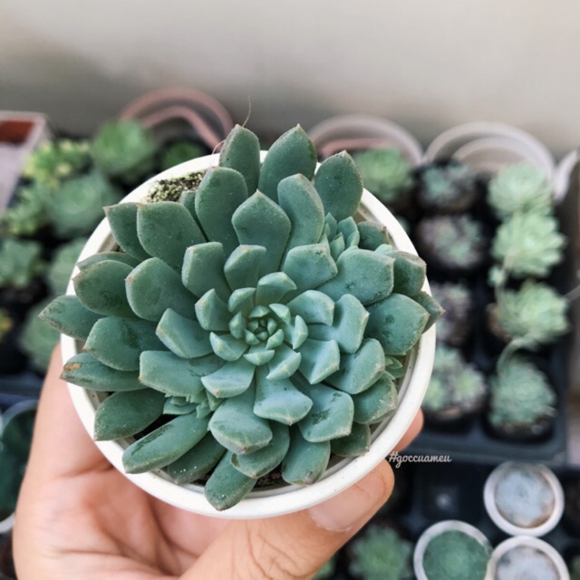 Sen đá Dù xanh - nhỏ | Shopee Việt Nam