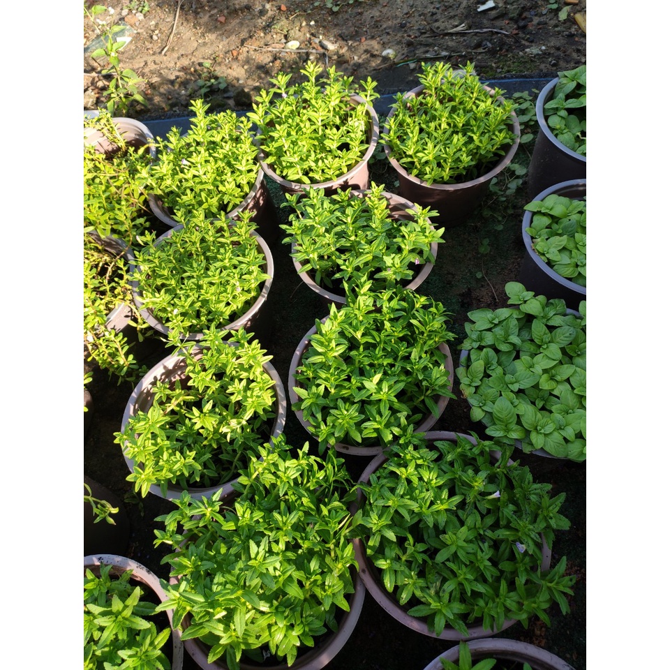 cây rau ngò ôm hay ngò om, rau thơm nêm canh chua tên khoa học ...