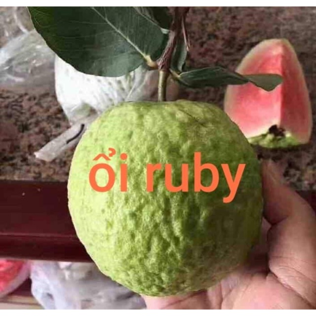 Cây giống Ổi Ruby ruột đỏ hồng | Shopee Việt Nam