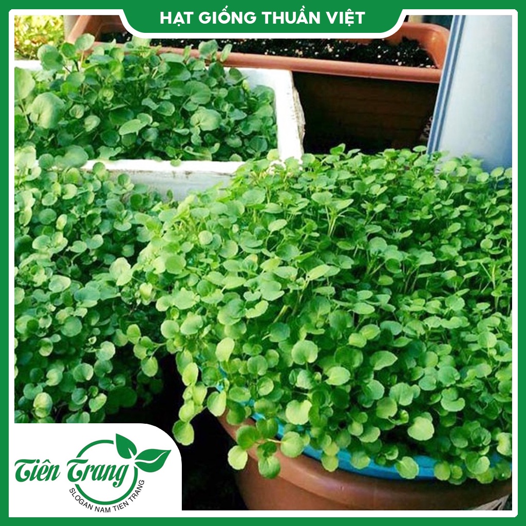 Hạt giống rau Xà Lách Xoong Mỹ TN | Shopee Việt Nam
