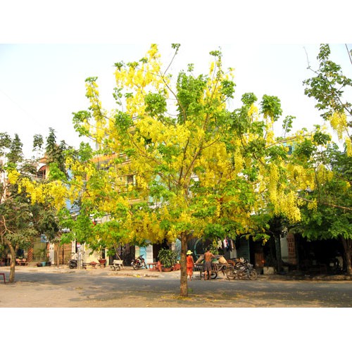 Cây Muồng Hoàng Yến ( Osaka Hoa Vàng) | Shopee Việt Nam