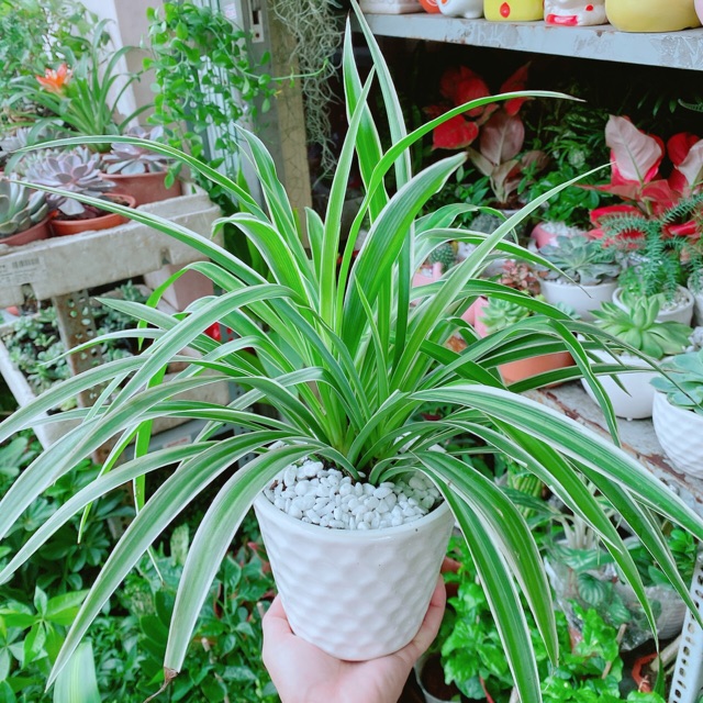 Chậu Cây Lan Chi (Dây Nhện) | Shopee Việt Nam