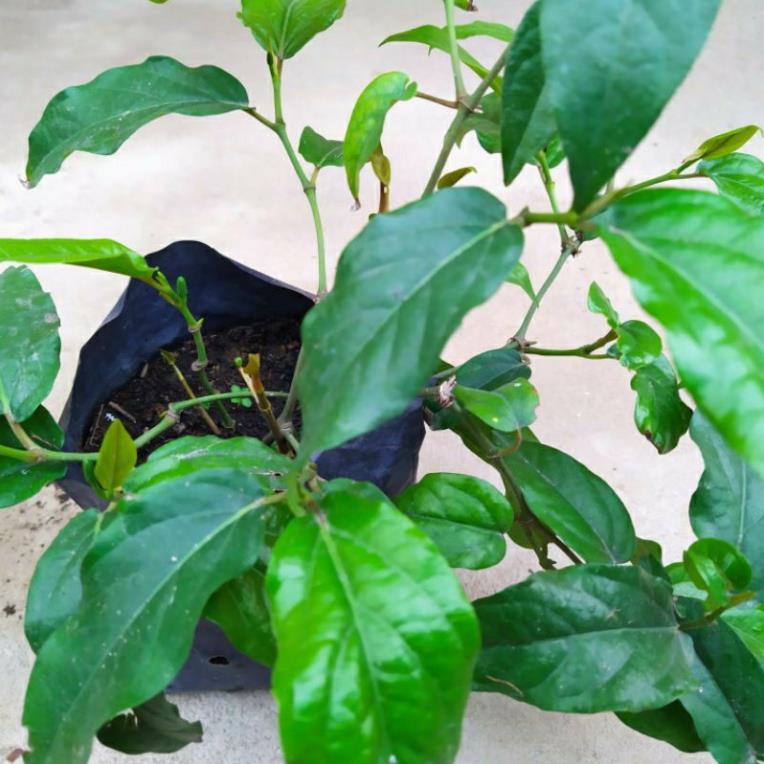 cây tiêu ớt - tiêu lốt cây giống có trái / sắp có trái (tên khoa học ...