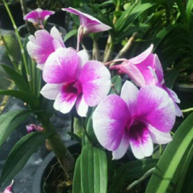 Hoa phong lan Denro mini yaya cây giống | Shopee Việt Nam