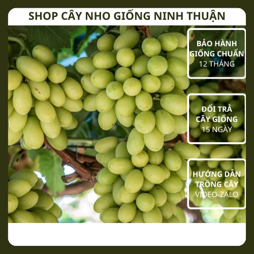 Cây Nho Xanh Không Hạt Giống Nho Thompson Seedless của Úc | Shopee Việt Nam