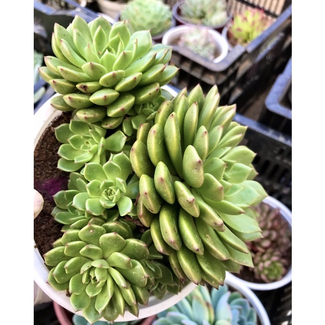 [vip]Sen đá ruby xanh bụi size 12cm | Shopee Việt Nam