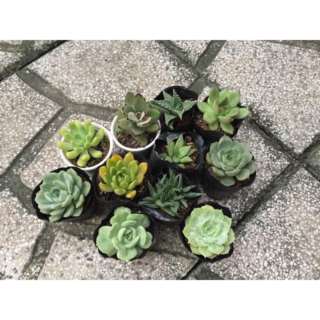 Sen đá size nhỏ | Shopee Việt Nam