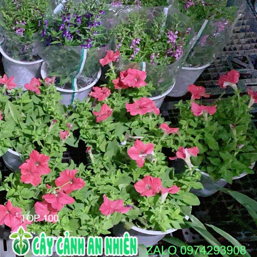 Hoa Dạ Yến Thảo | Shopee Việt Nam