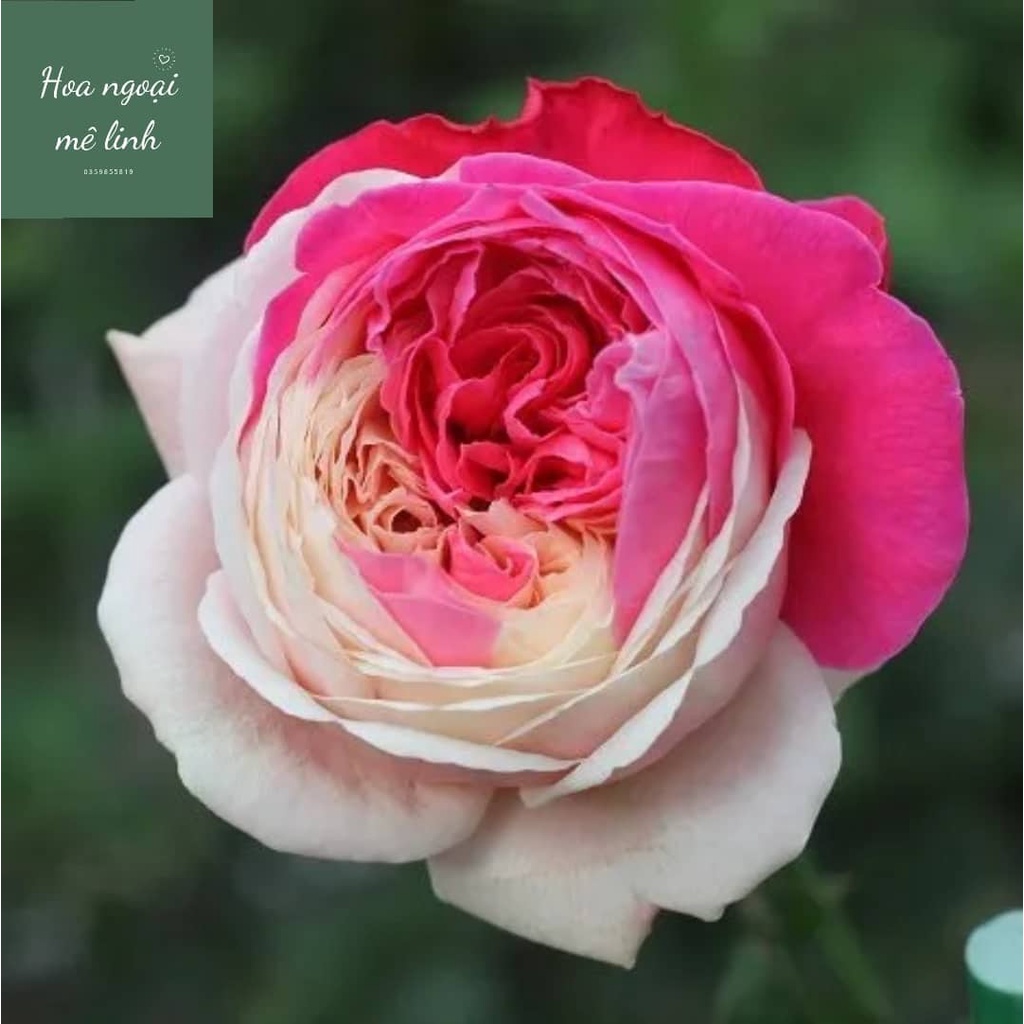 Hoa hồng ngoại Tamaki Rose màu hồng thắm cực đẹp -Hoangoaimelinh ...