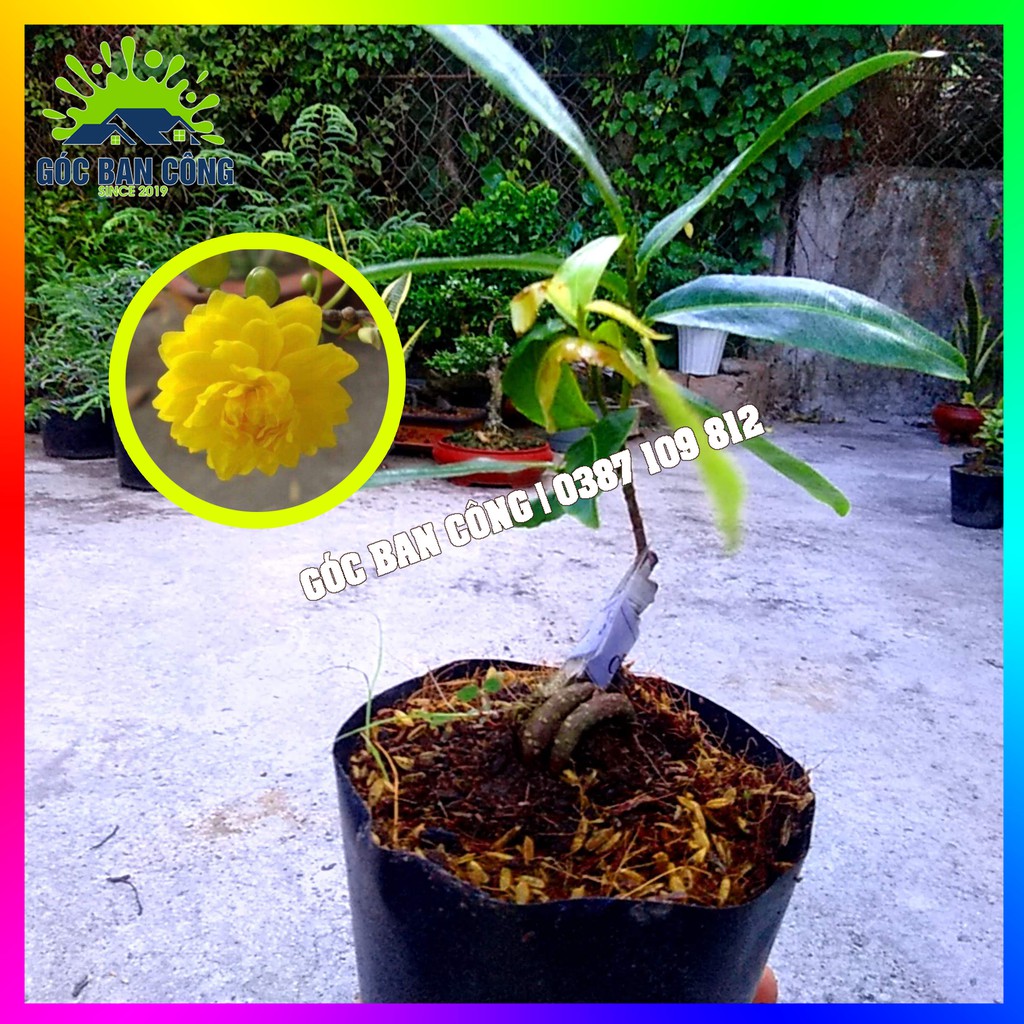 Cây Mai Cúc 150 Cánh Gốc Quái Mini | Shopee Việt Nam