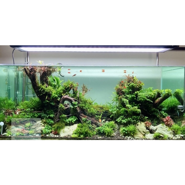 ĐÈN LED CAO CẤP WEEK AQUA P900 CHO BỂ CÁ CẢNH, BỂ THUỶ SINH | Shopee ...