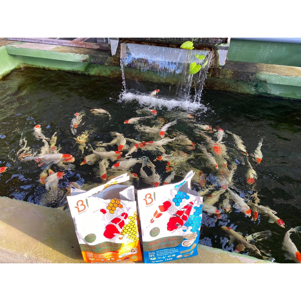 Cám Bost Koi boost koi Muscle Growth and Color Honey Formula bao 6,5kg ...