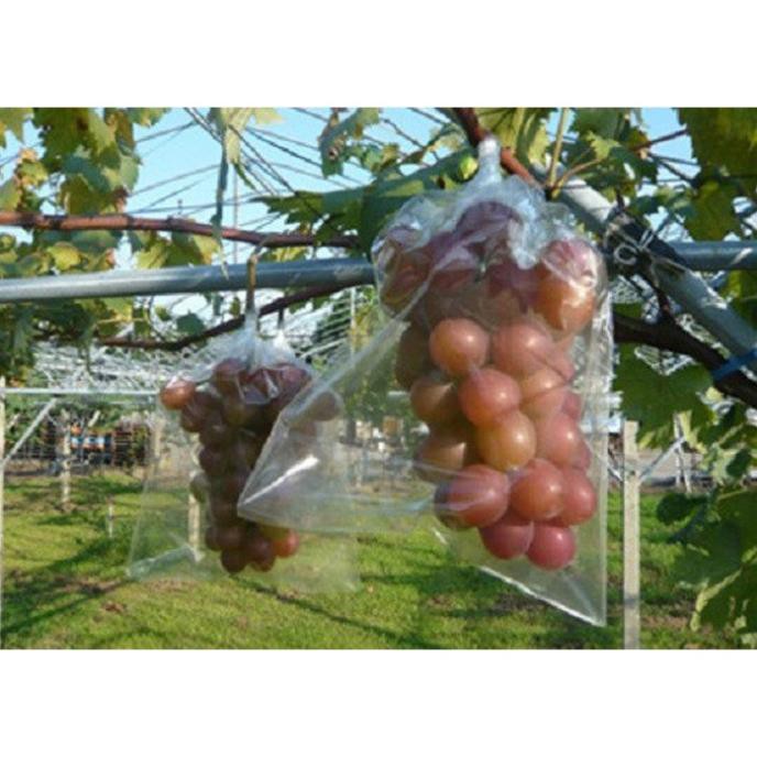 Hạt giống Nho Ruby Roman 5 hạt | Shopee Việt Nam