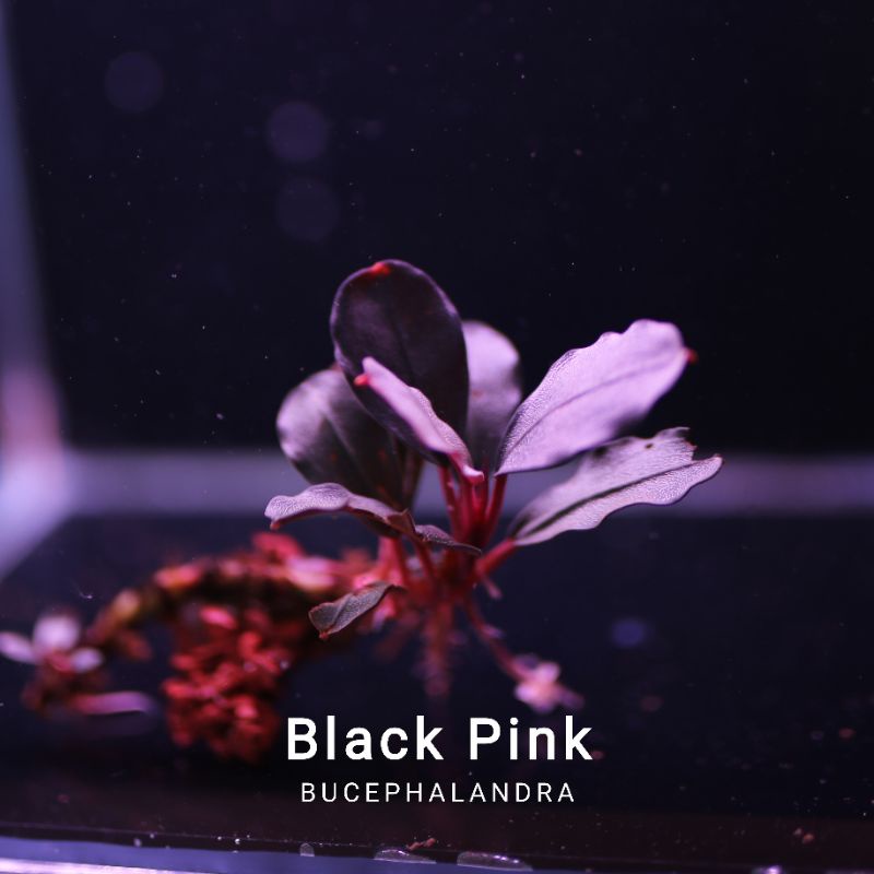 Bucep Black Pink | hàng ngọn | lá cạn | chuẩn sưu tầm | Shopee Việt Nam