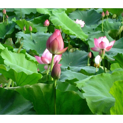 10 Hạt giống sen ta - sen Hồ Tây tặng kèm kích mầm | Shopee Việt Nam