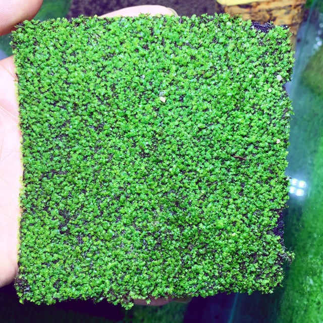 Mini fiss vải 10x10 | Shopee Việt Nam