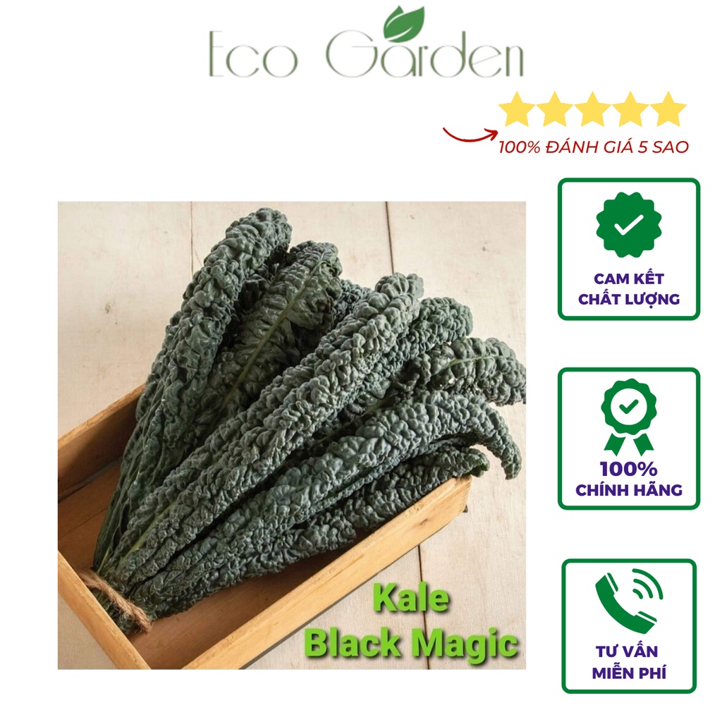 100 Hạt giống Kale Black Magic, Kale khủng long chịu nhiệt nhập Mỹ ...