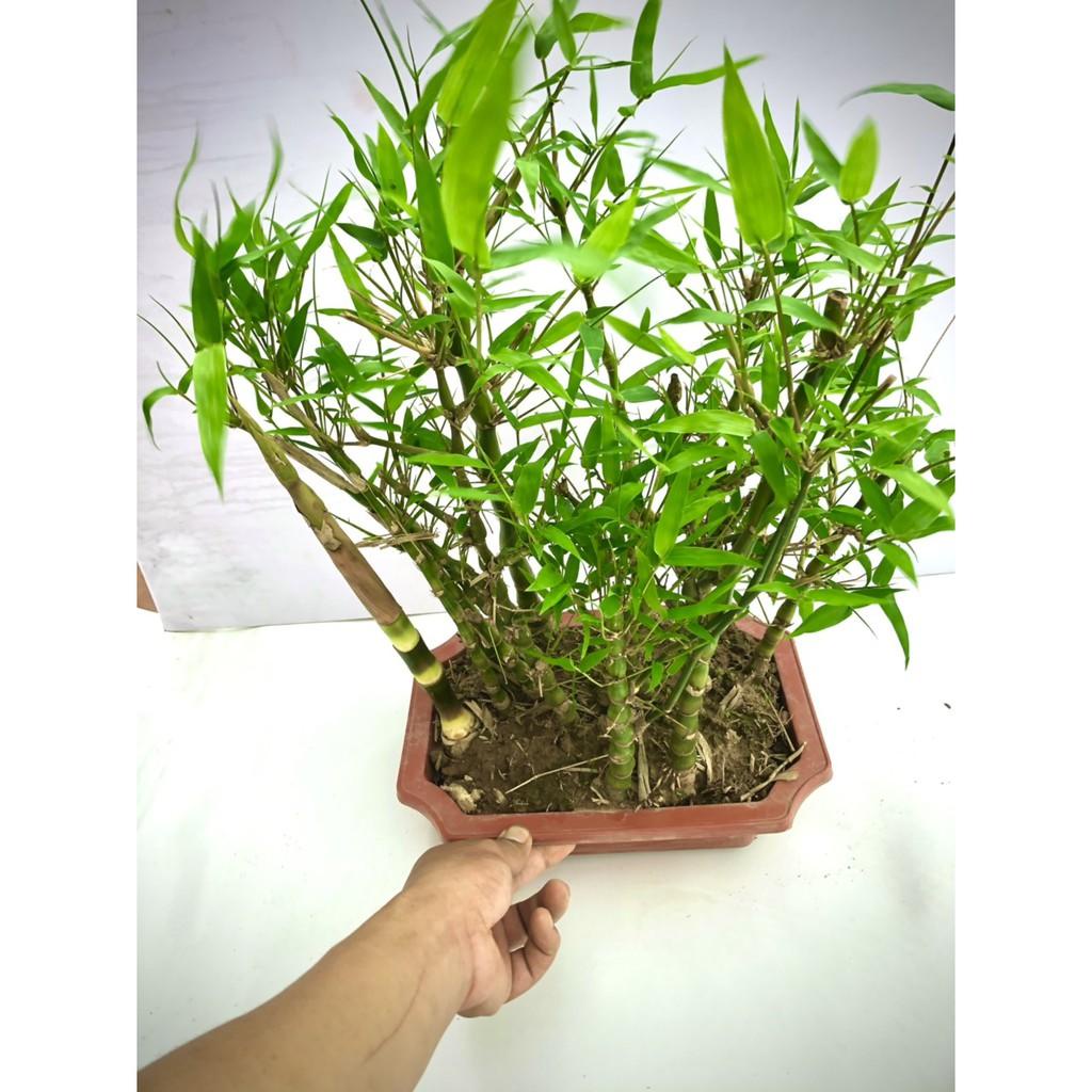 Cây trúc đùi gà -trúc quan âm - Cây tre kiểng mini 🌴Mua 4 tặng 1 cây ...