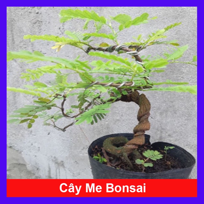 Cây Me Bonsai - caykiengsadec | Shopee Việt Nam