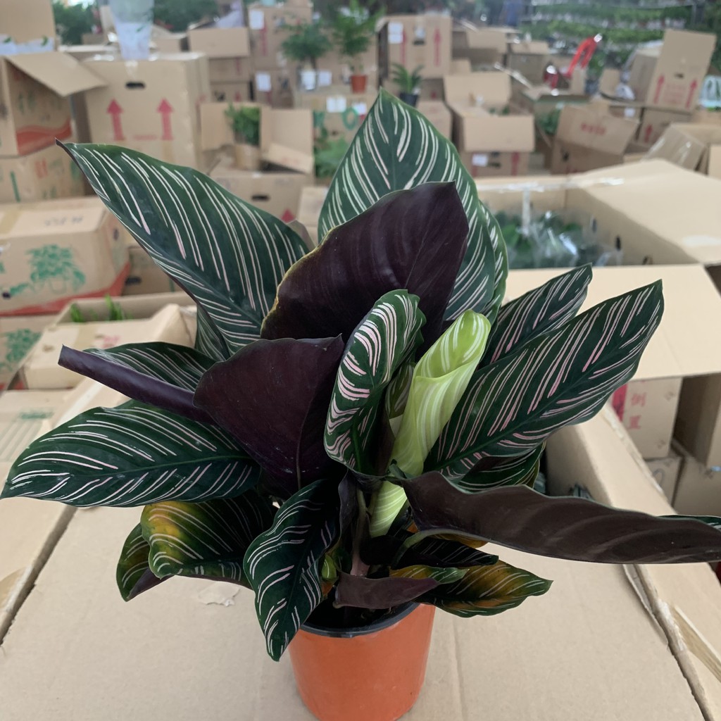 Cây đuôi công tím sọc trắng cao 25cm, cây cảnh phong thuỷ nhiều lá xum ...