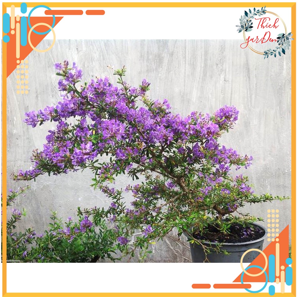 Cây linh sam 86 +tặng phân bón cho cây khỏe mạnh - cây cảnh sân vườn ...