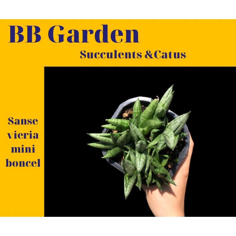 CÂY LƯỠI HỔ Sansevieria mini boncel | Shopee Việt Nam