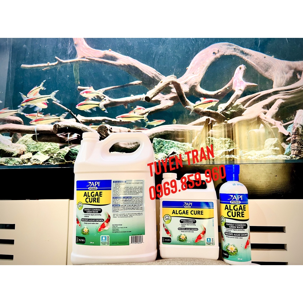 API ALGAE CURE POND- 250ml- Công nghệ Hóa Sinh phân huỷ phân cá, mùn bã, làm nước siêu trong ...