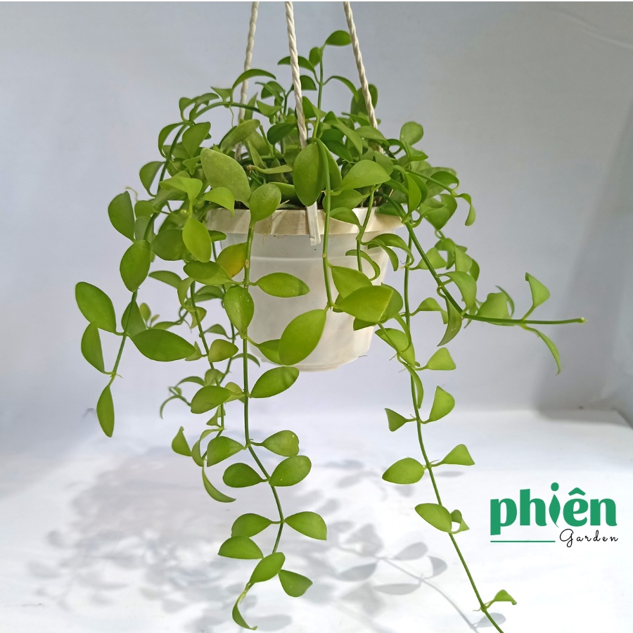 Cây Lan Hạt Dưa kèm chậu treo, Cây Lan Đô La lá rũ | Shopee Việt Nam