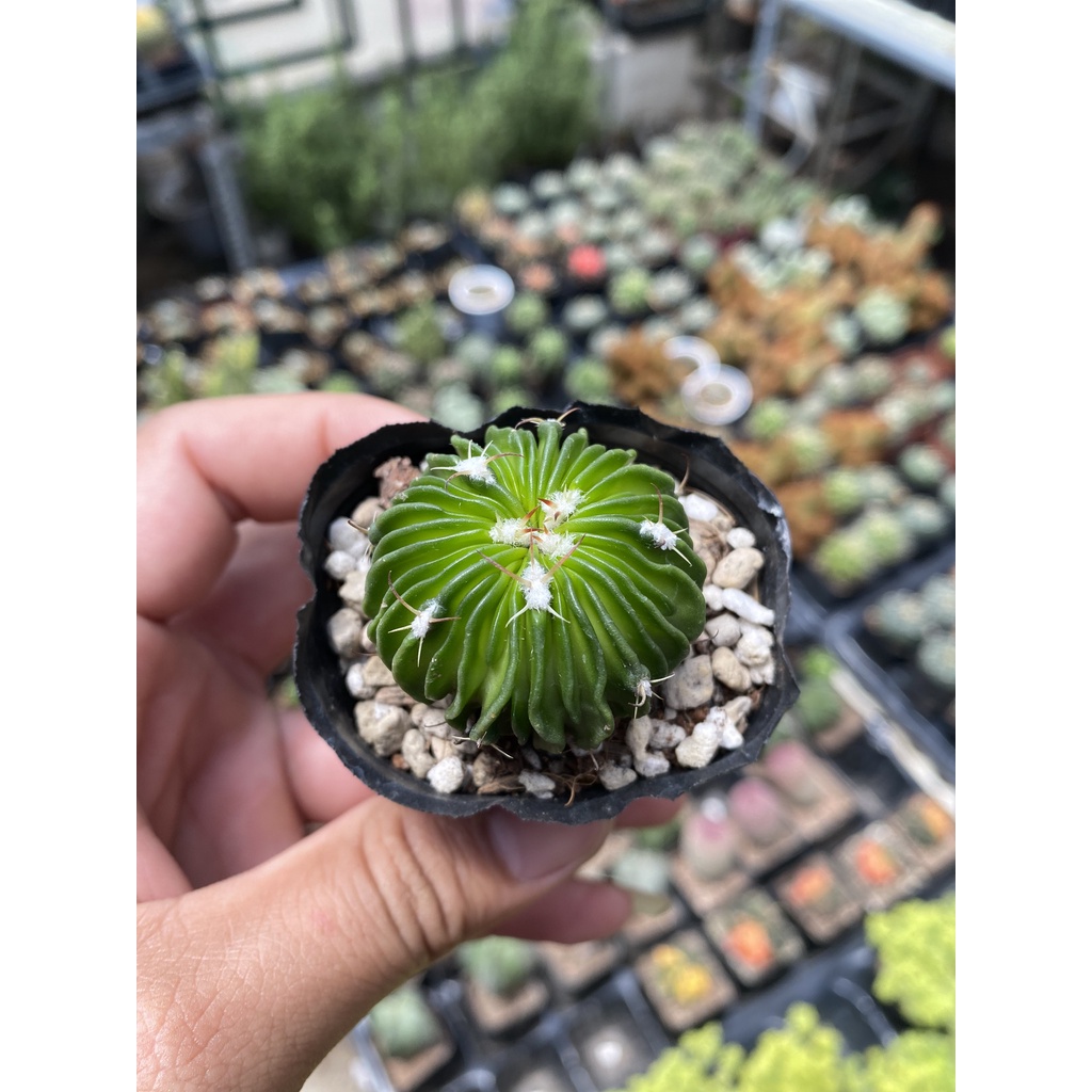 (HIẾM) XƯƠNG RỒNG TRÚC NGỌC MINI (2-4CM)-RA HOA RẤT ĐẸP | Shopee Việt Nam