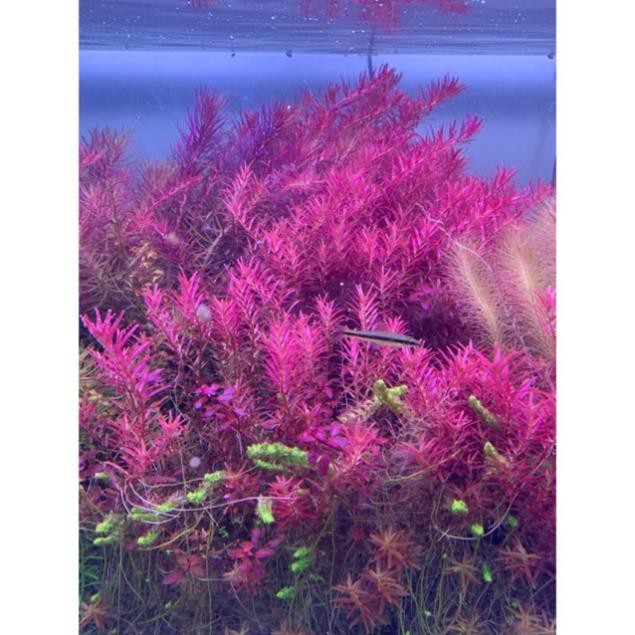 Cây Thủy Sinh Rotala Colorata | Shopee Việt Nam