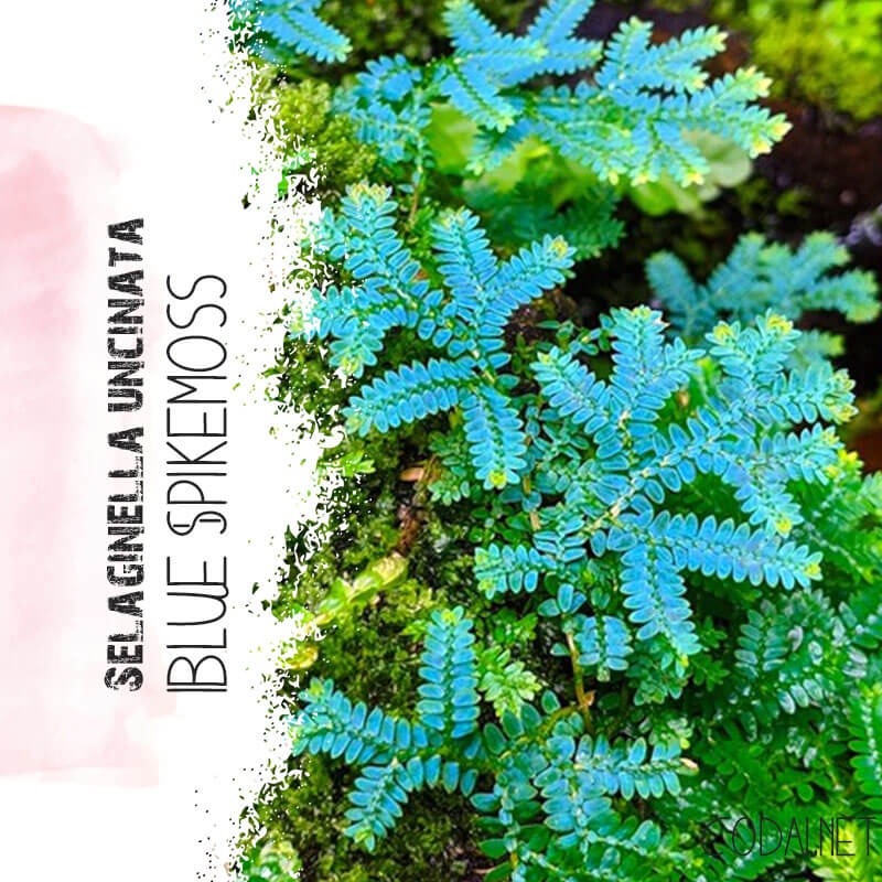 Cây Selaginella uncinata Blue Spikemoss (Rêu Thiên Thanh) chậu nhựa 8cm ...