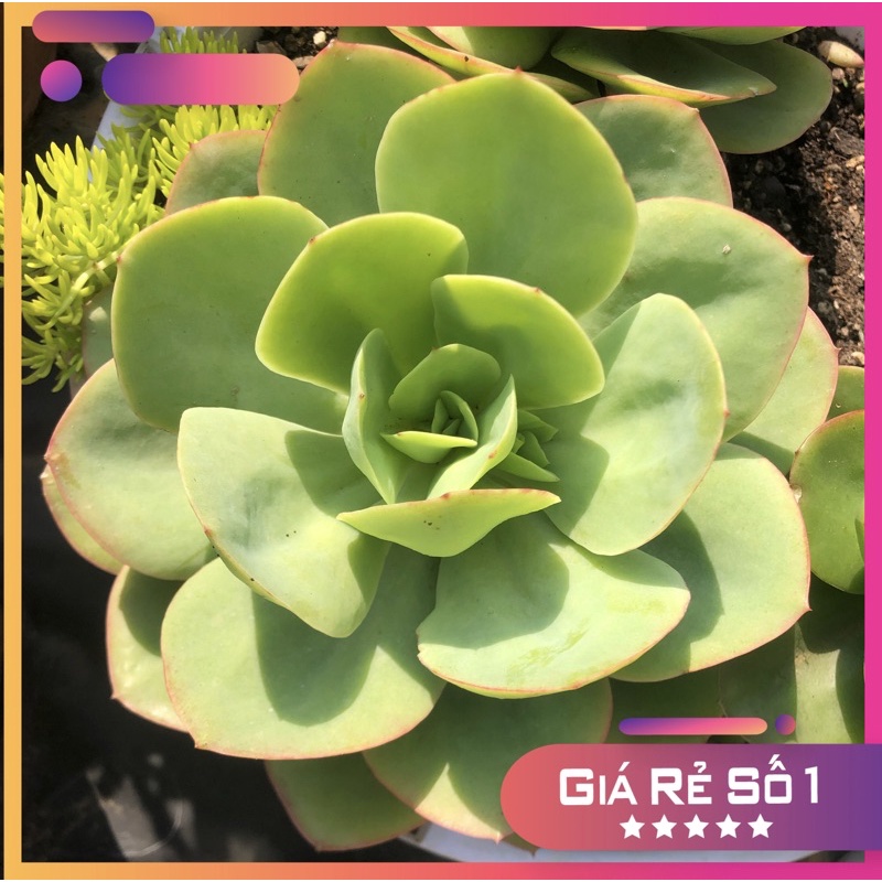 sen đá bèo pháp, bèo viền hồng, giống khoẻ đẻ nhanh như đất xanh ...