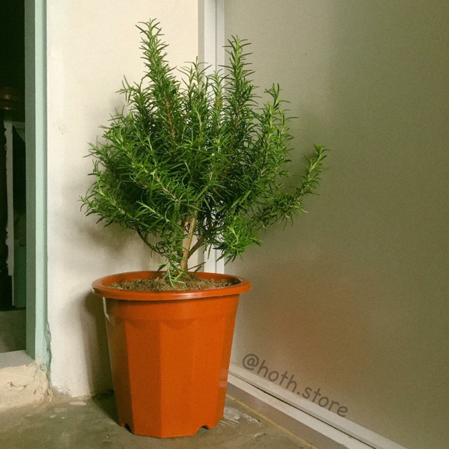 Cây hương thảo - rosemary ( chỉ bán ở Hà Nội ) | Shopee Việt Nam