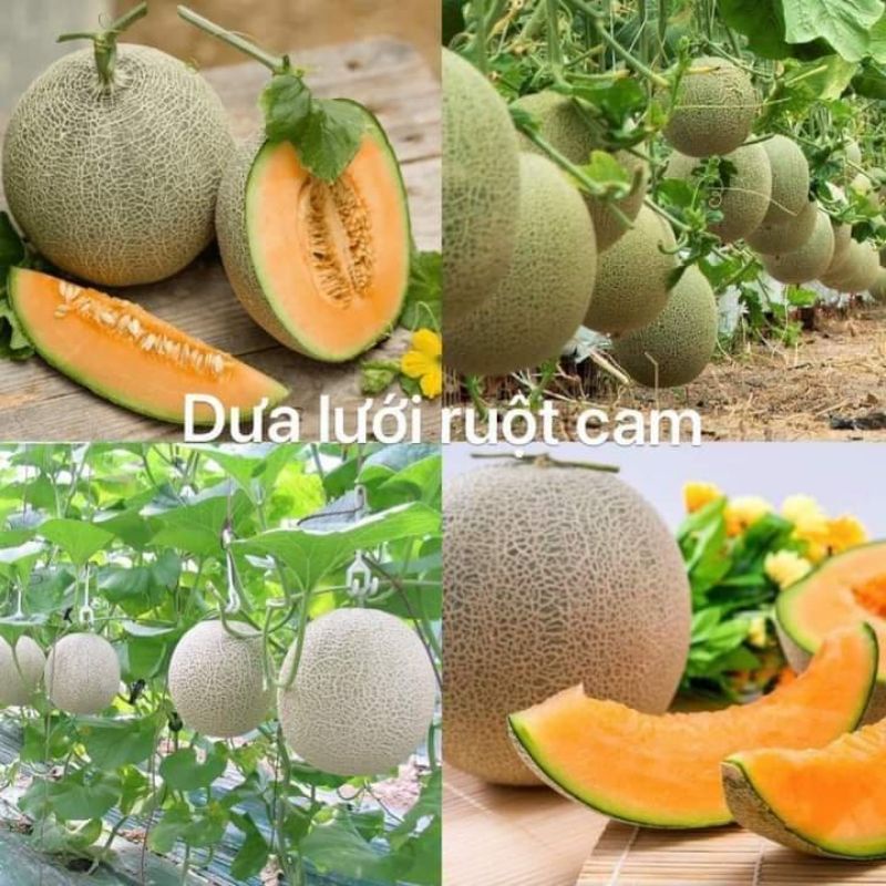 200 Hạt Dưa Lưới Xanh Ruột Cam Shopee Việt Nam