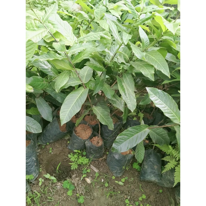 Cây Giống Giáng Hương freeship Extra + | Shopee Việt Nam