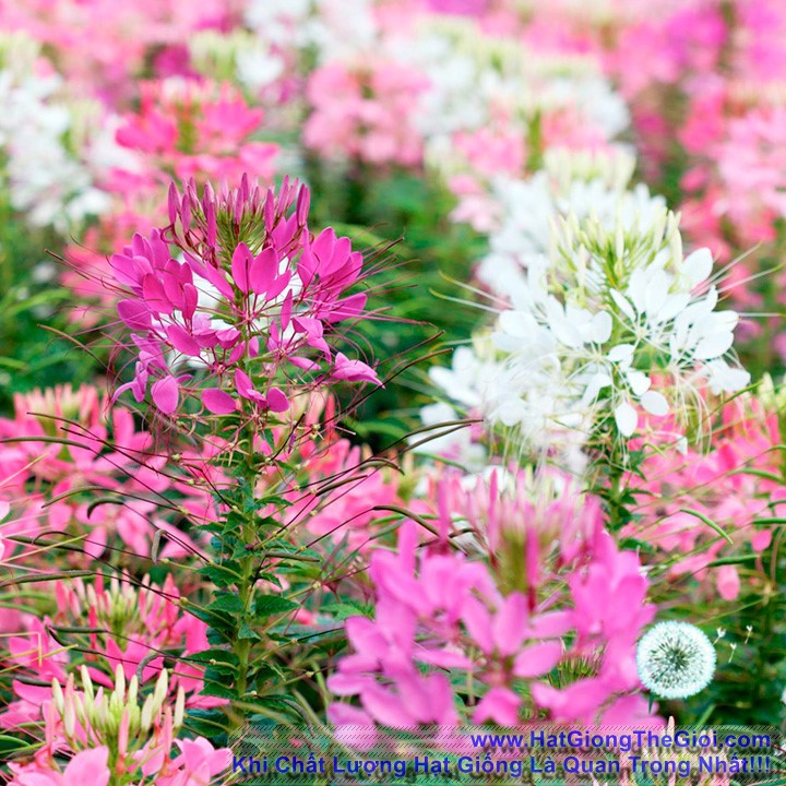 50h Hạt Giống Hoa Hồng Hoa Hồng Ri Mix CLEOME (TLB1| -KD: B6*V41*M168 ...