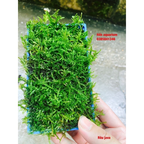 Rêu Java thuỷ sinh : siêu khoẻ và dễ trồng .vỉ to 18x8 cm | Shopee Việt Nam