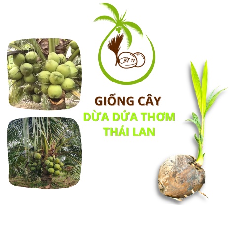 Giống CÂY DỪA DỨA (Dừa Xiêm Thơm Thái Lan) - tại Bến Tre | Siêu Trái ...