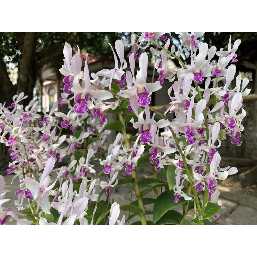 DENRO THỎ XƯA | Shopee Việt Nam