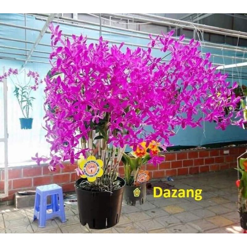 Denro nắng dazang xưa cây tơ | Shopee Việt Nam