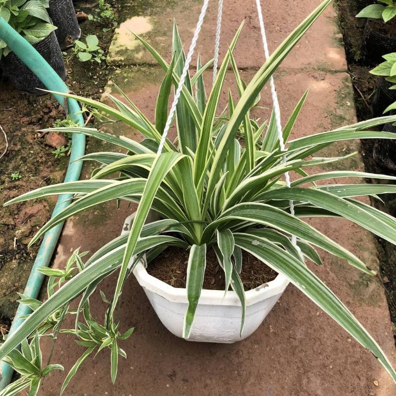 Cỏ Lan Chi | Shopee Việt Nam