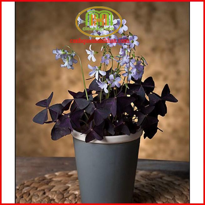 Cây cảnh hoa bướm đêm đẹp cây bướm đêm đẹp Oxalis Triangularis + tặng ...