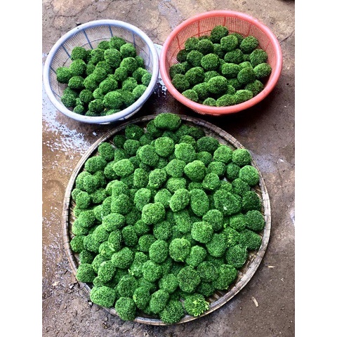 Rêu Mini Fiss Bám Đá - Mini Fiss Viên Thuỷ Sinh - viên rêu minifiss ...